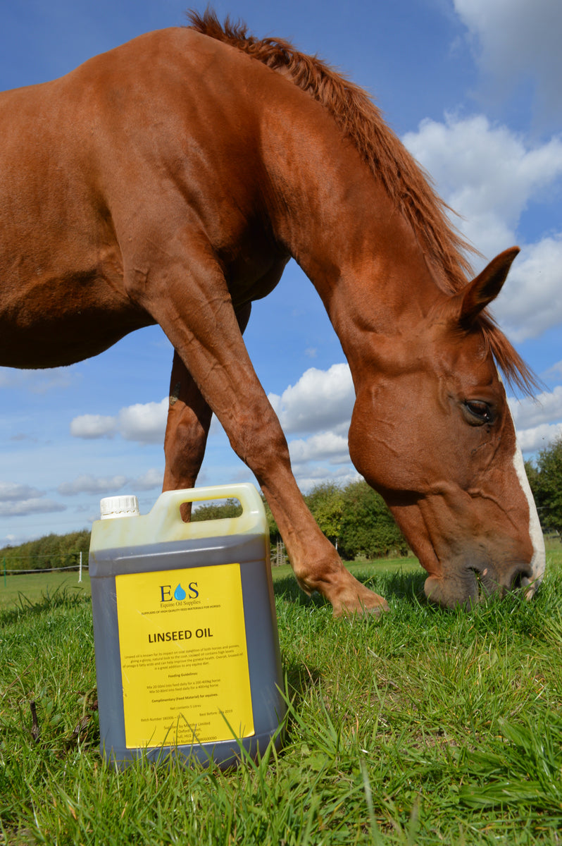 Linseed Oil – Equine Oil Supplies